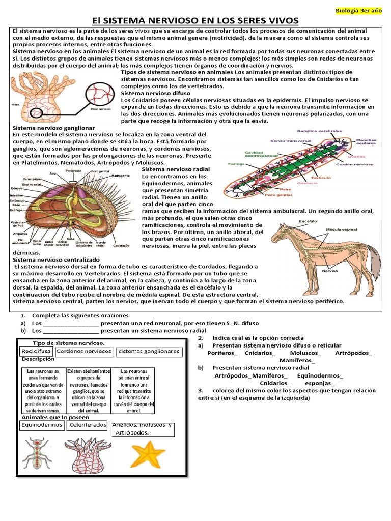 Tipos de Sistema Nervioso en Animales | PDF | Sistema nervioso | Neurona