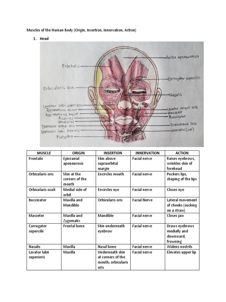 Muscles of The Human Body (Origin, Insertion, Innervation, Action ...