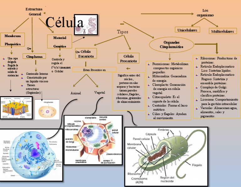 Cuadro Sinoptico de La Celula 5 | PDF | Citoplasma | Biología Celular)