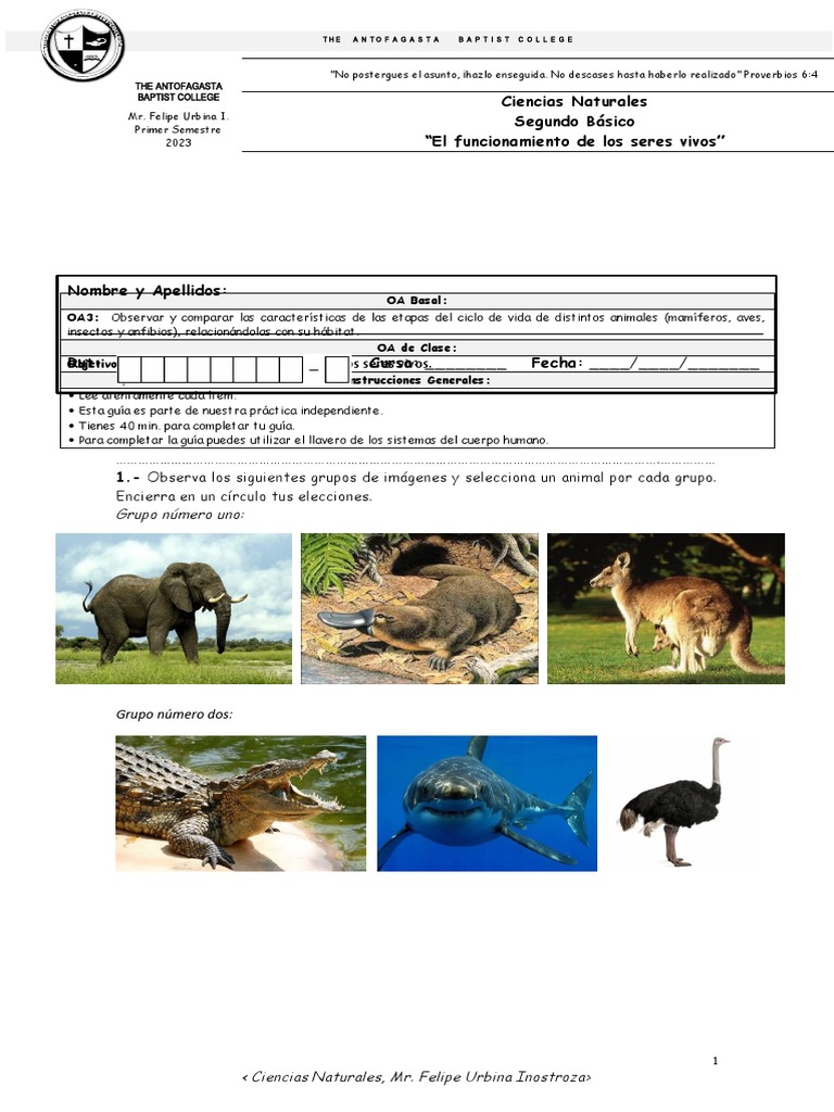 Ciclos de Vidad | PDF