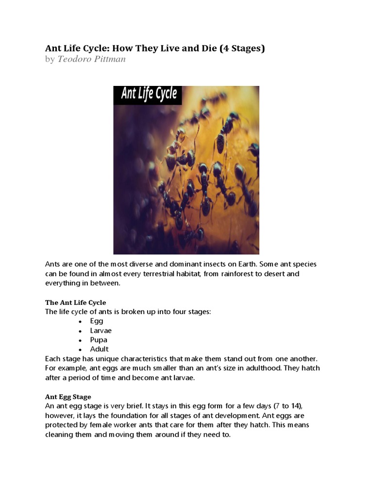 Ant Life Cycle Pdf Ant Eusociality