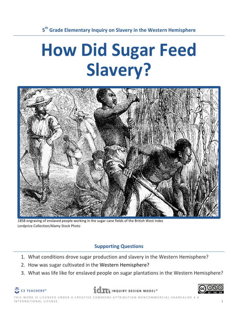 How Did Sugar Feed Slavery? | PDF | Atlantic Slave Trade | Sugarcane