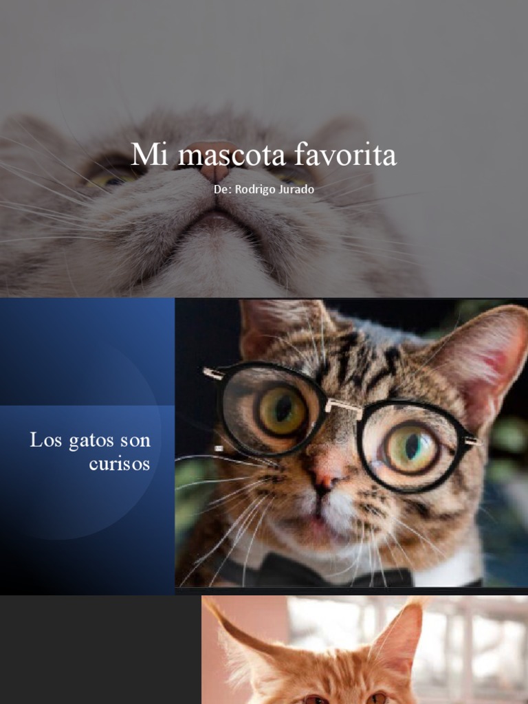 Mi Mascota Favorita | PDF