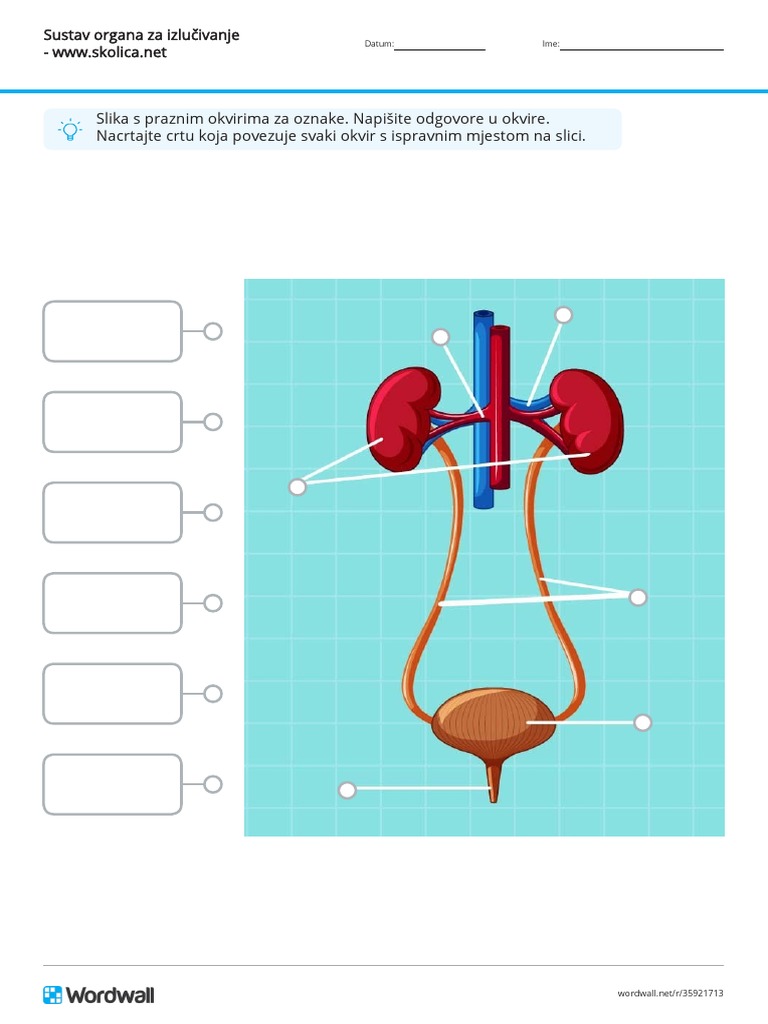 Sustav Organa Za Izlucivanje Test 8 Razred Biologija | PDF
