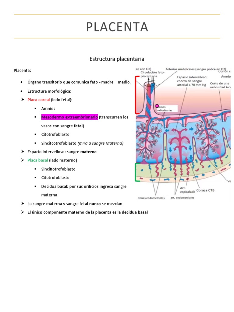 PLACENTA | PDF | Placenta | Feto