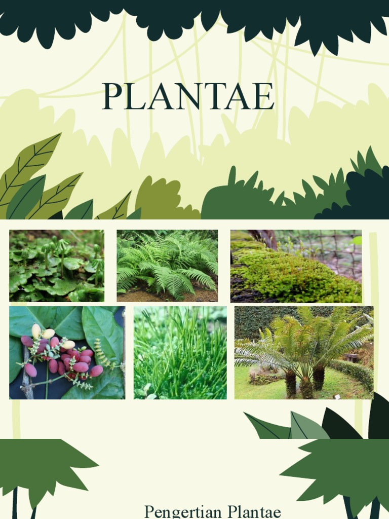 Ciri dan Klasifikasi Tumbuhan Plantae | PDF
