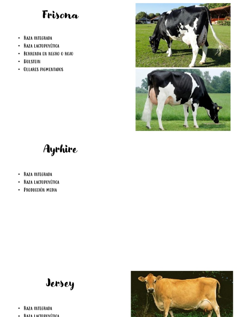 Resumen Razas de Vacas | PDF | Razas de animales | Etnobiología