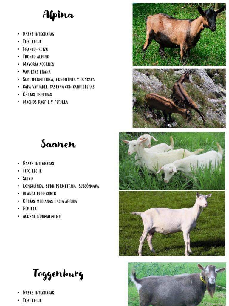 Razas de Cabras: Tipos y Características | PDF | Cabra