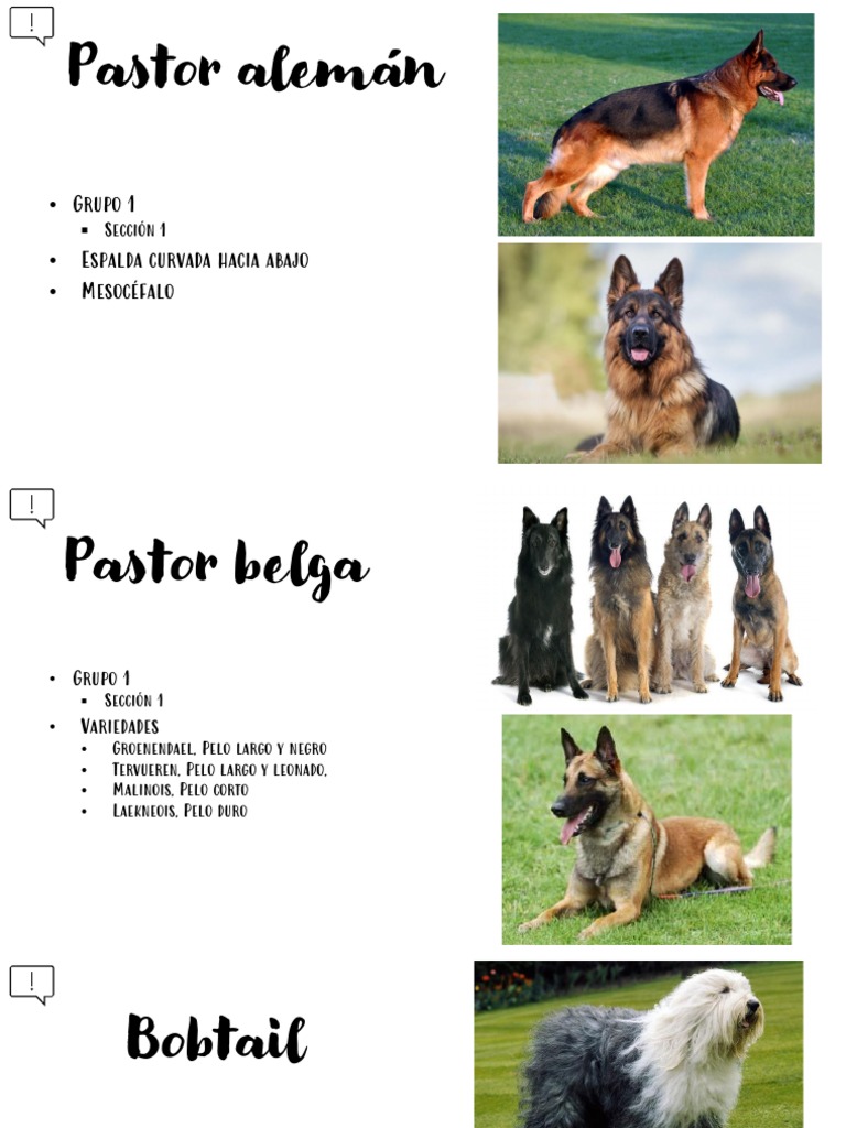 Resumen Razas de Perros | PDF | Terriers | Caza