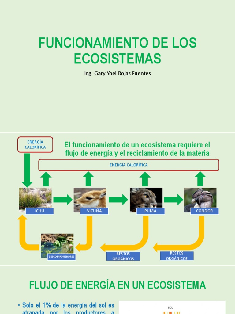 Funcionamiento de Los Ecosistemas | PDF | Red alimentaria | Biomasa (Ecología)
