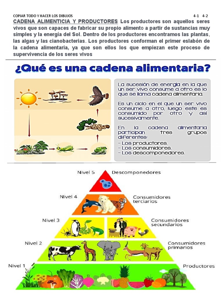 ACTIVIDAD 3 CADENA ALIMENTICIA Y PRODUCTORES Los | PDF
