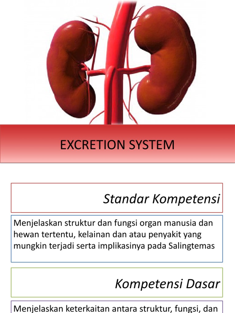 Sistem Ekskresi: Struktur dan Fungsi | PDF