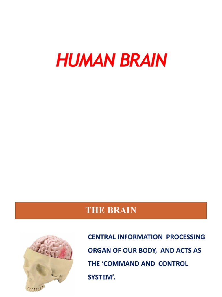 025e6f8e7b4c4-HUMAN BRAIN CLASS NOTES PDF | PDF | Human Brain | Brain