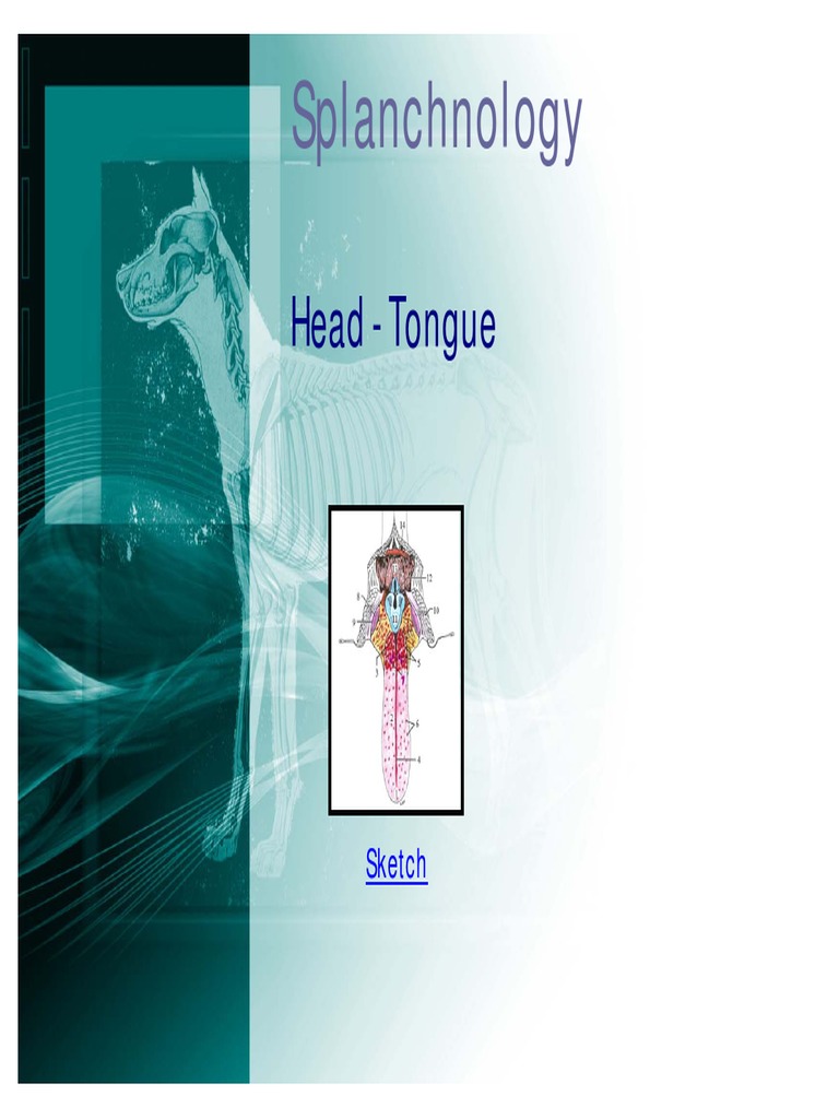 Splanchnology: Tongue & Pharynx Sketch | PDF