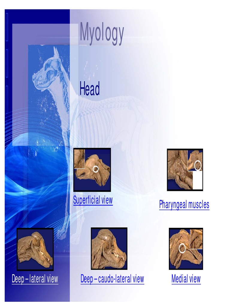 Head Myology (Canine) PDF | PDF | Anatomical Terms Of Location | Human ...