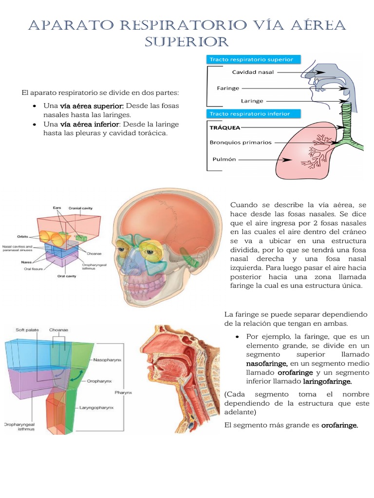 Aparato respiratorio vía aérea superior.pdf | PDF | Laringe | Nariz humana