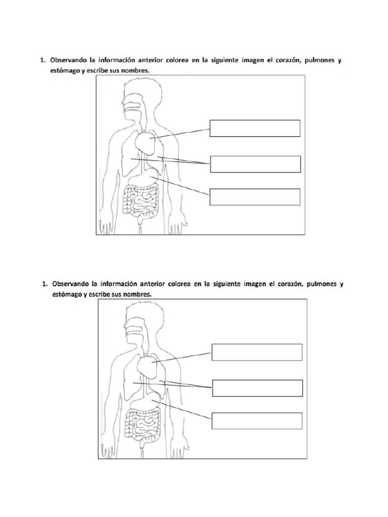 Actividad de Los Órganos | PDF