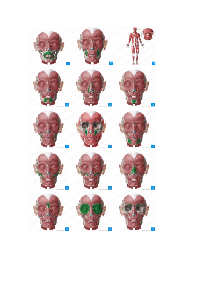 Músculos Da Face PDF | PDF