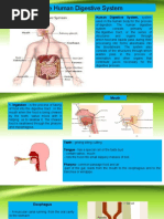 Grade 4 Science: Digestive System Overview | PDF | Digestion | Human ...