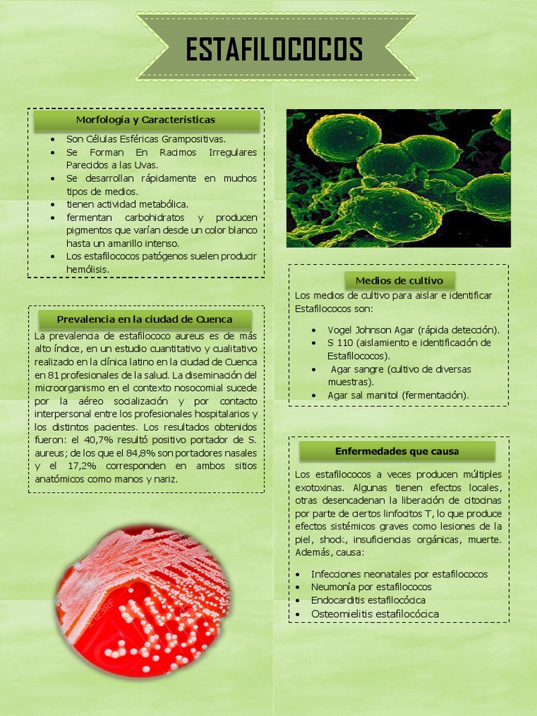 Estafilococos: Morfología y Prevención | PDF | Staphylococcus Aureus ...