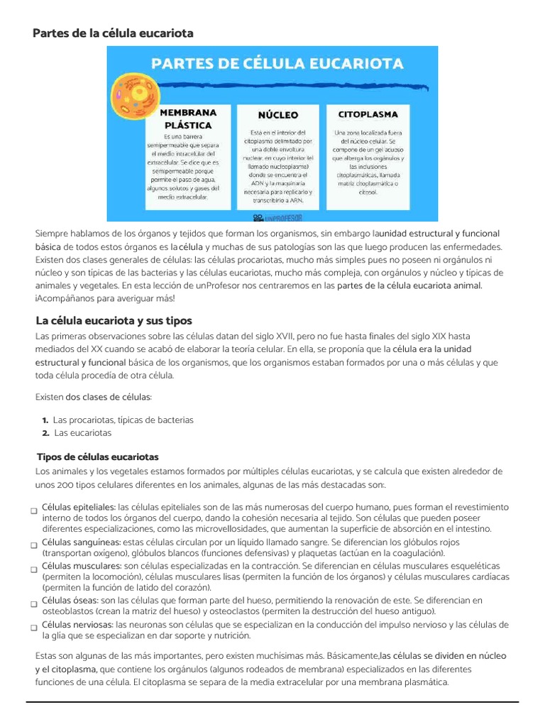 Partes de la célula eucariota - unprofesor.com | PDF | Citoplasma ...
