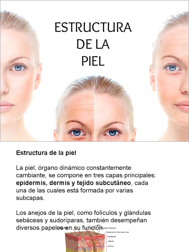 Estructura Piel-2 | PDF | Piel | Epidermis
