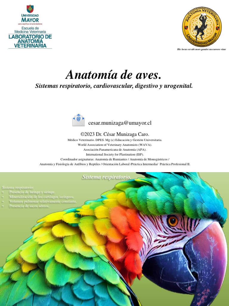 002-AnatomÃ - A de Aves, Sistemas Resp., Dig., Cardiovasc. y Urogen PDF | PDF | Sistema ...