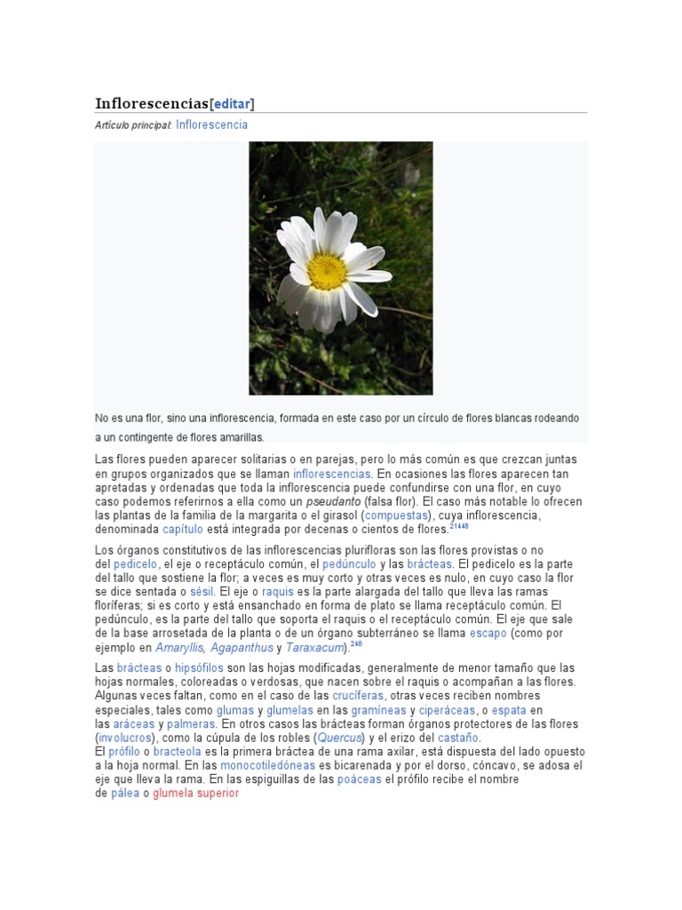 Inflorescencias: Estructura y Tipos | PDF