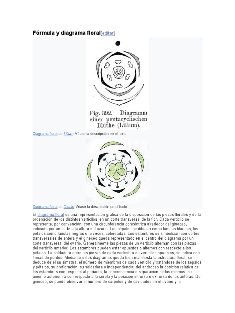 Diagrama Floral | PDF | Flores | Morfología Vegetal