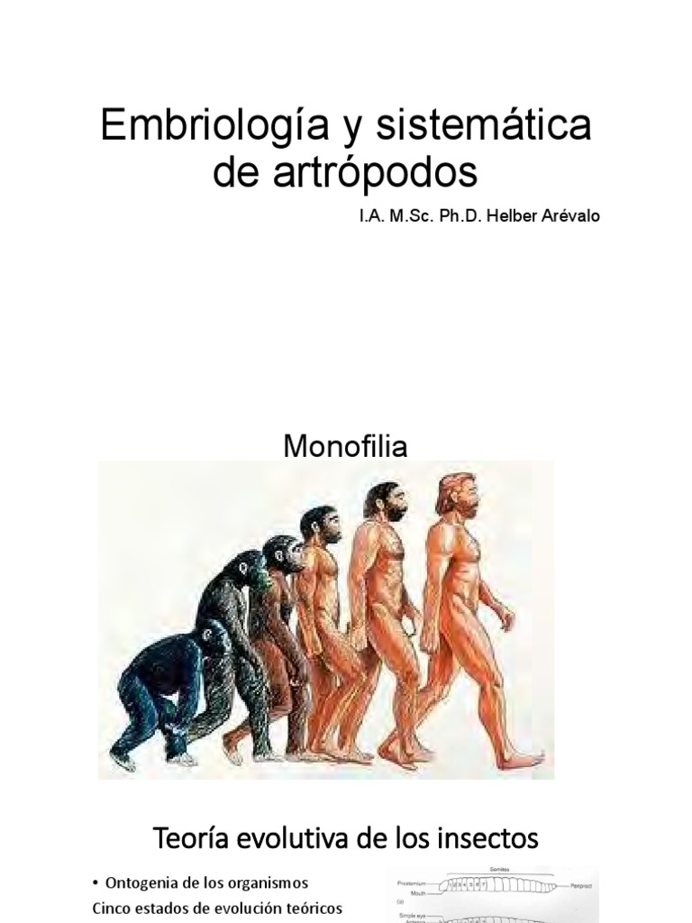 Embriología y Sistemática de Artrópodos PDF | PDF | Embrión | Anatomía
