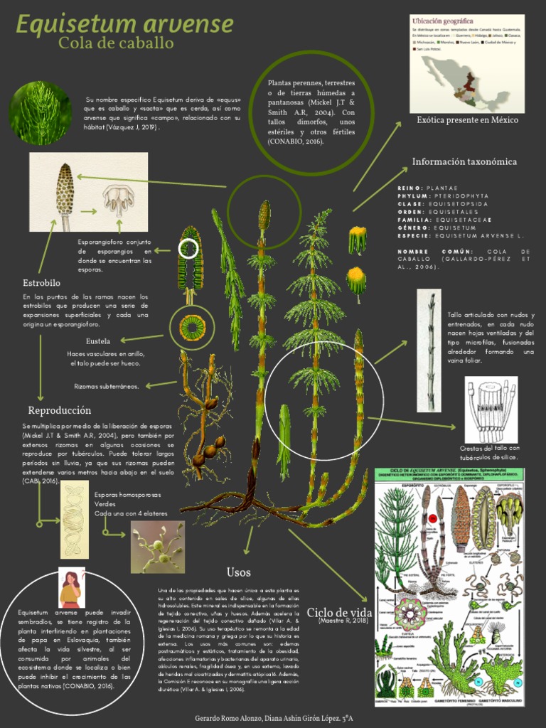 Infografia - Equisetum Arvense | PDF | Organismos | Botánica