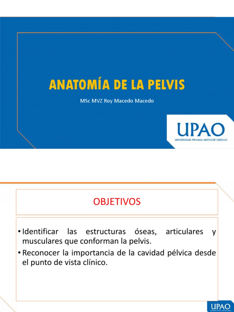 S11 - Cavidad Pélvica - Osteología - Miología - Articulaciones | PDF ...