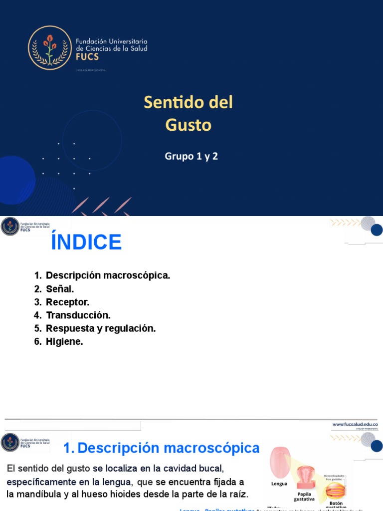 Gusto | PDF | Gusto | Anatomía