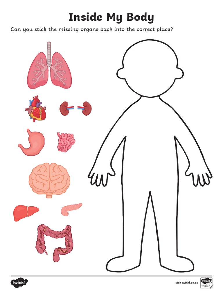 Za Kps 57 Inside My Body Organs Worksheet - Ver - 6 | PDF
