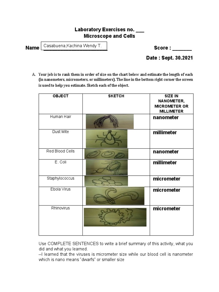 anaphy lab.Activity in Cell and Microscope | PDF | Cell (Biology ...