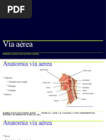 Istmo de Las Fauces | PDF | Boca | Anatomía humana