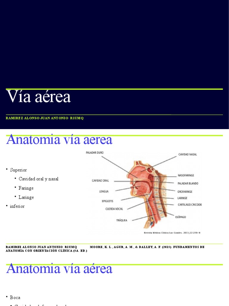 Via Aerea Anatomia | PDF | Laringe | Anatomía