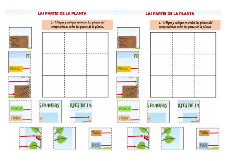 rompecabezas partes de las plantas | PDF