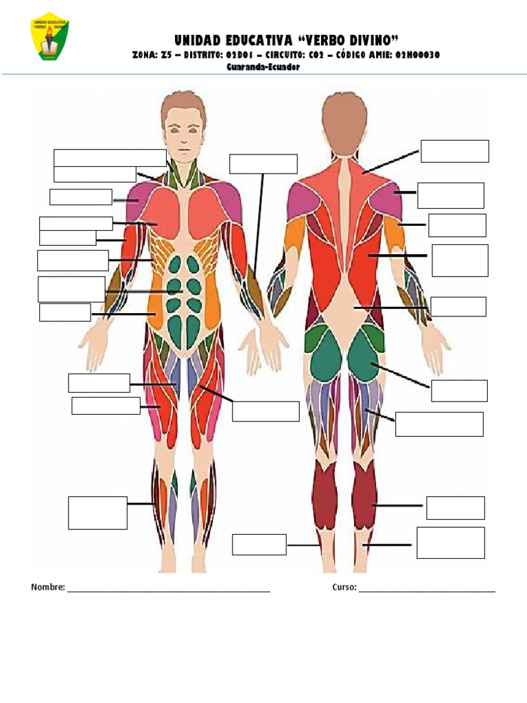 Musculos para Completar | PDF