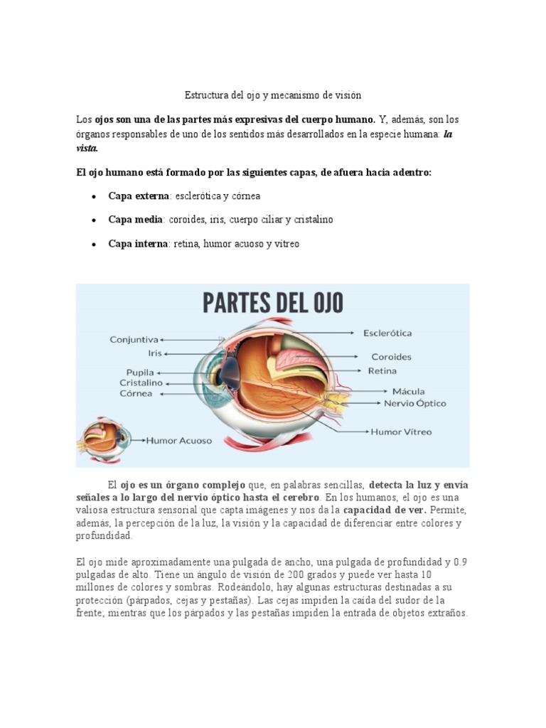 Estructura Del Ojo | PDF | Ojo humano | Percepción visual