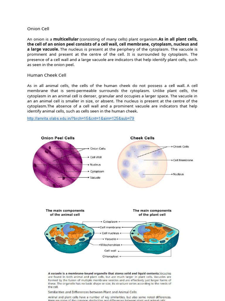 Onion and Human Cheek Cell | PDF | Cell (Biology) | Vacuole