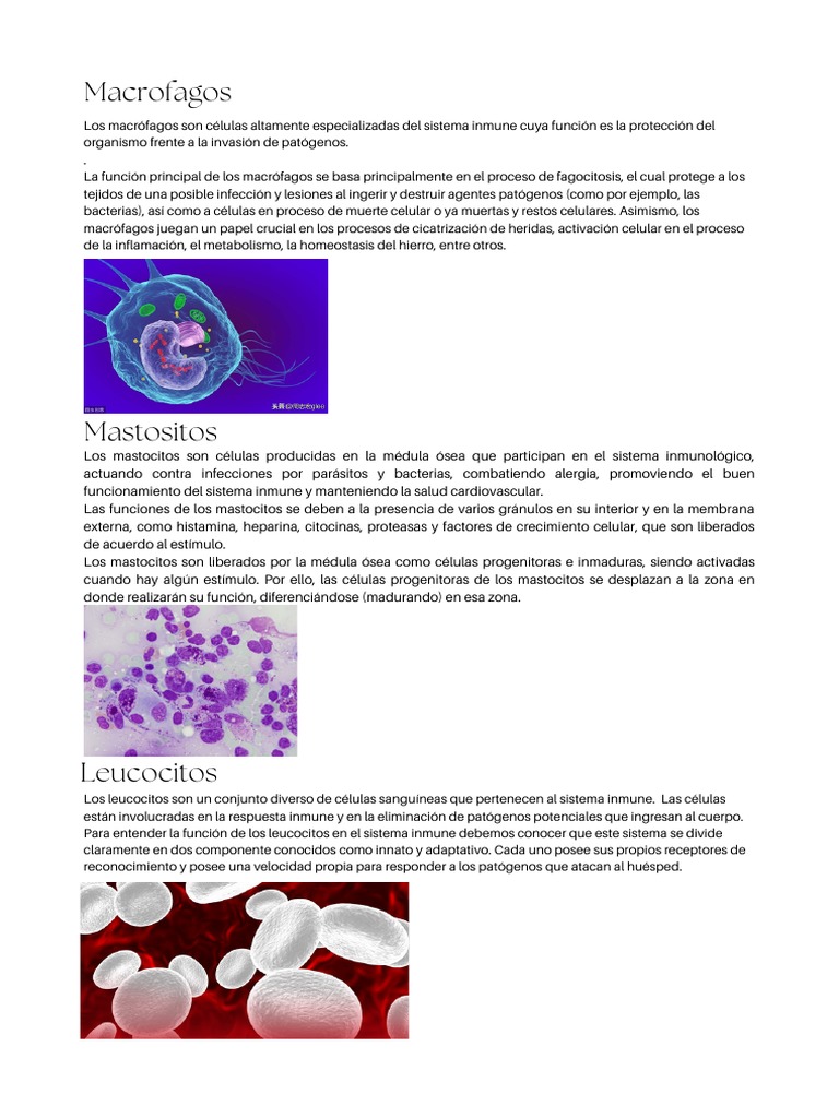 Globulos Blancos PDF | PDF