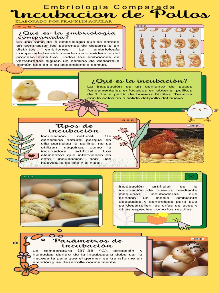 Incubación de Pollos | PDF | Huevo | Pollo