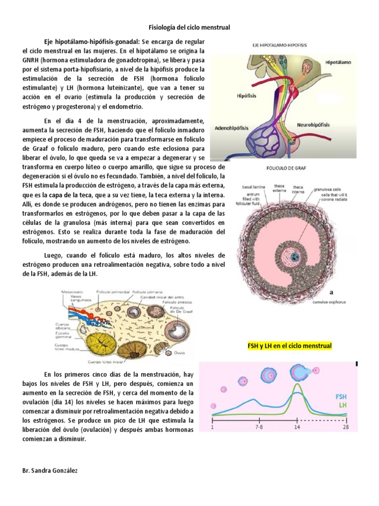 Fisiología del ciclo menstrual | PDF | Hormona luteinizante | Ciclo menstrual