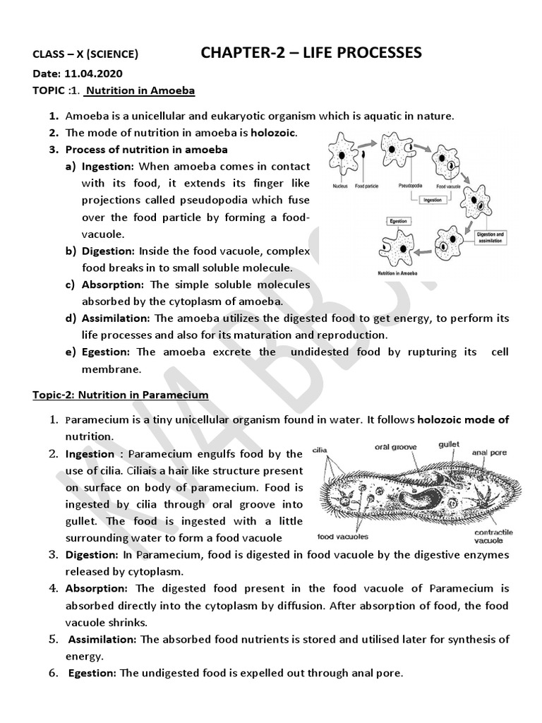3.life Processes | PDF | Digestion | Nutrition
