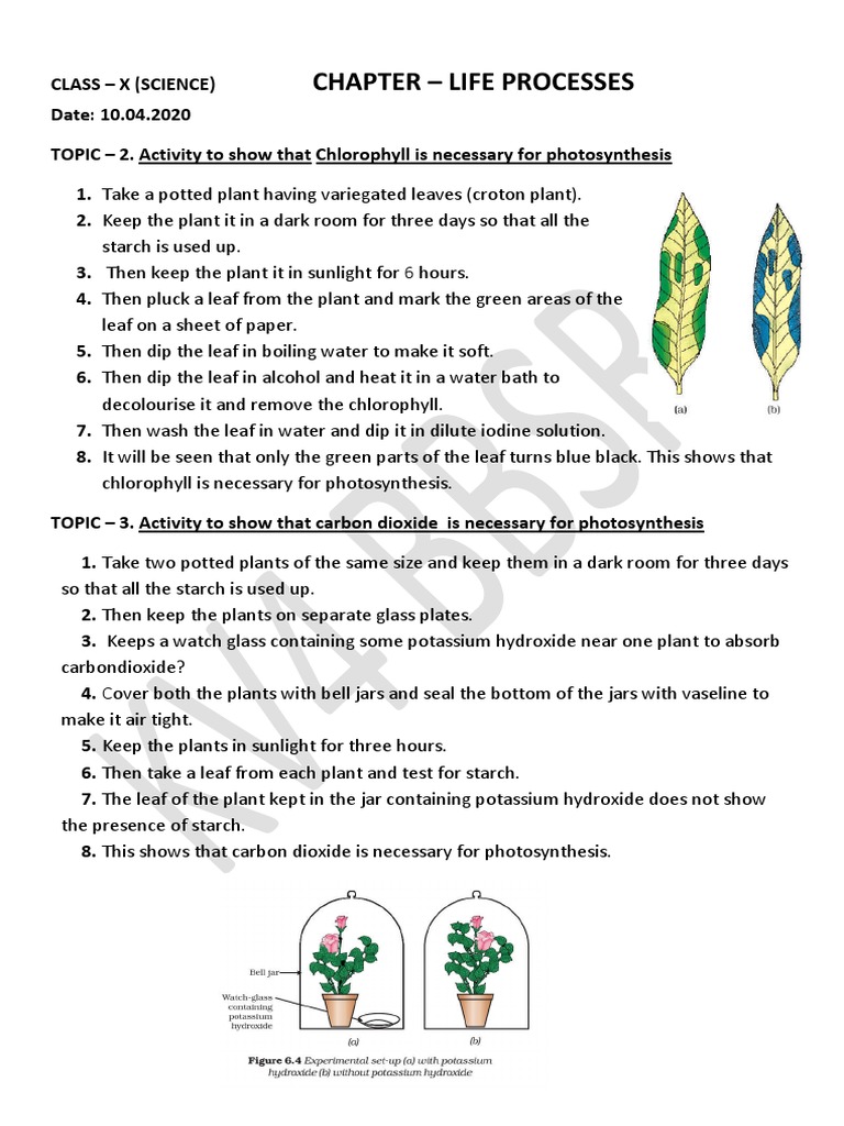 Life Processes | PDF