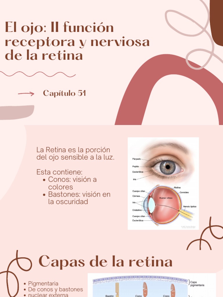 El Ojo: II Función Receptora y Nerviosa de La Retina: Capítulo 51 | PDF | Percepción visual | Retina