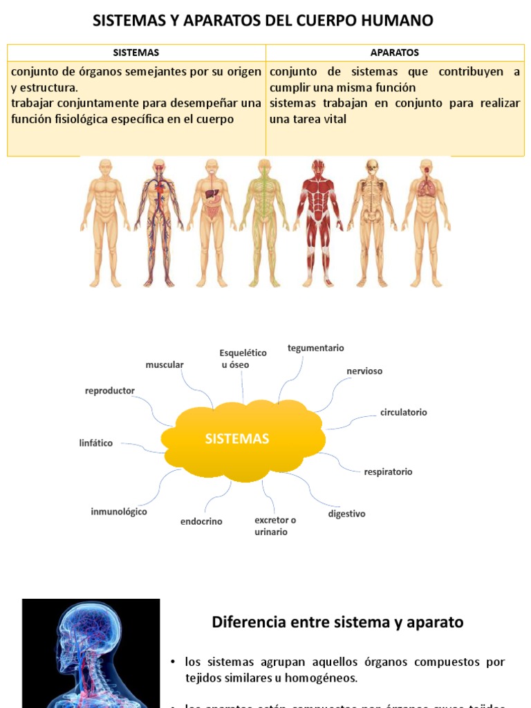 Sistemas y Aparatos | PDF | Hueso | Sangre