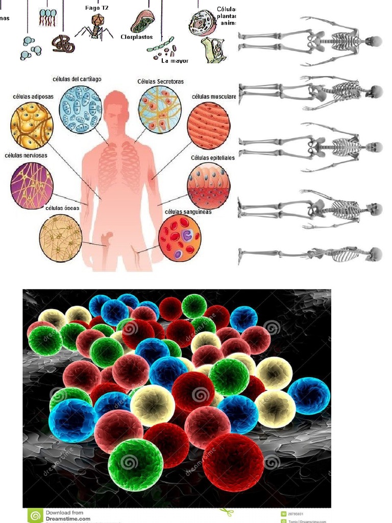 Biologia Imagenes para Pegar | PDF