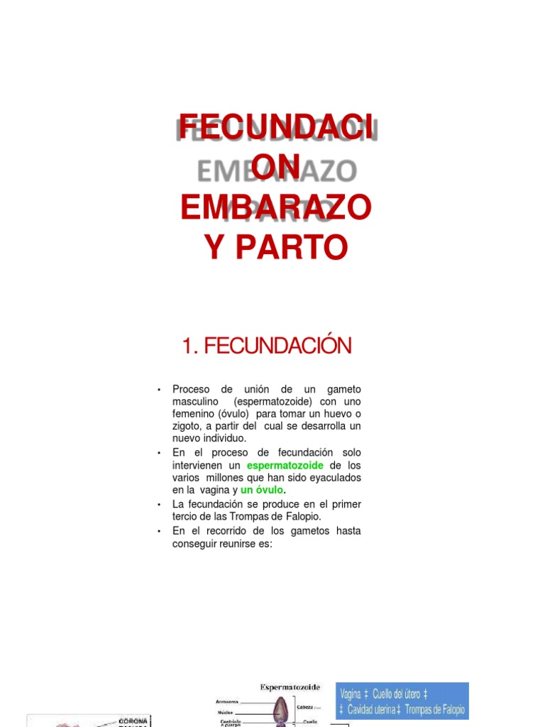 FECUNDACION IMPLANTACIÓN EMBRIONARIO Y FETAL Mbu-160 | PDF | Embrión | Gemelo